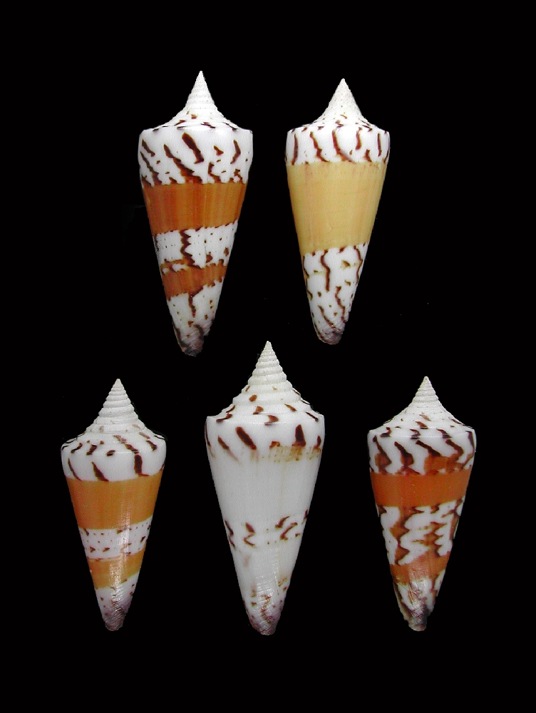 Conus generalis - 500 conidae