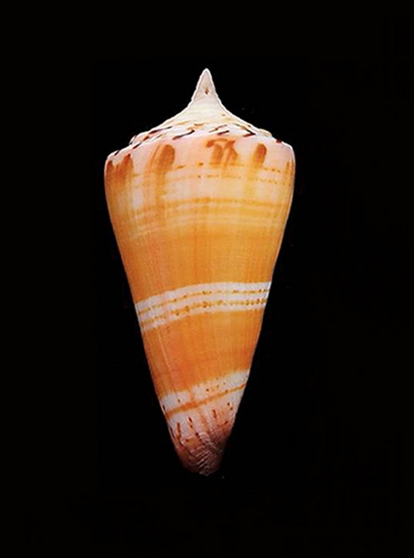 Conus generalis - 500 conidae