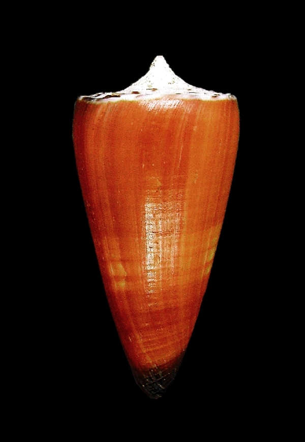Conus generalis - 500 conidae