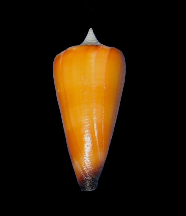 Conus generalis - 500 conidae