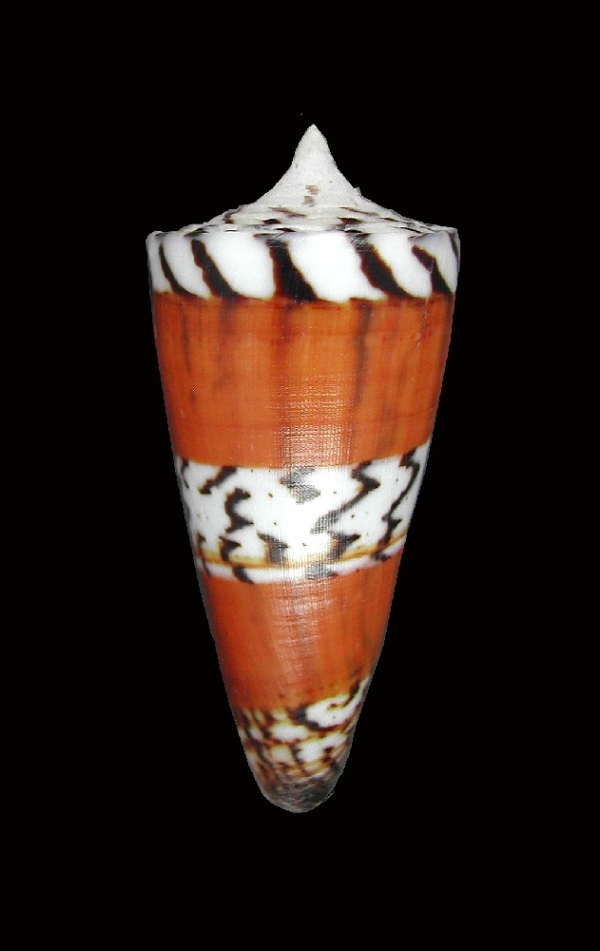 Conus generalis - 500 conidae