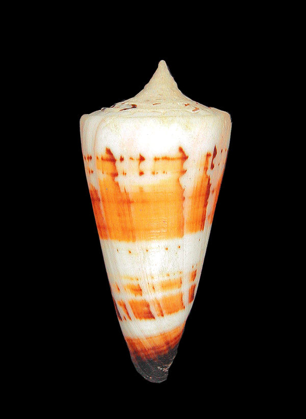Conus generalis - 500 conidae